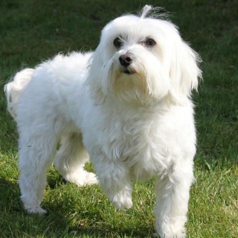 Maltese | Lakeside Animal Hospital